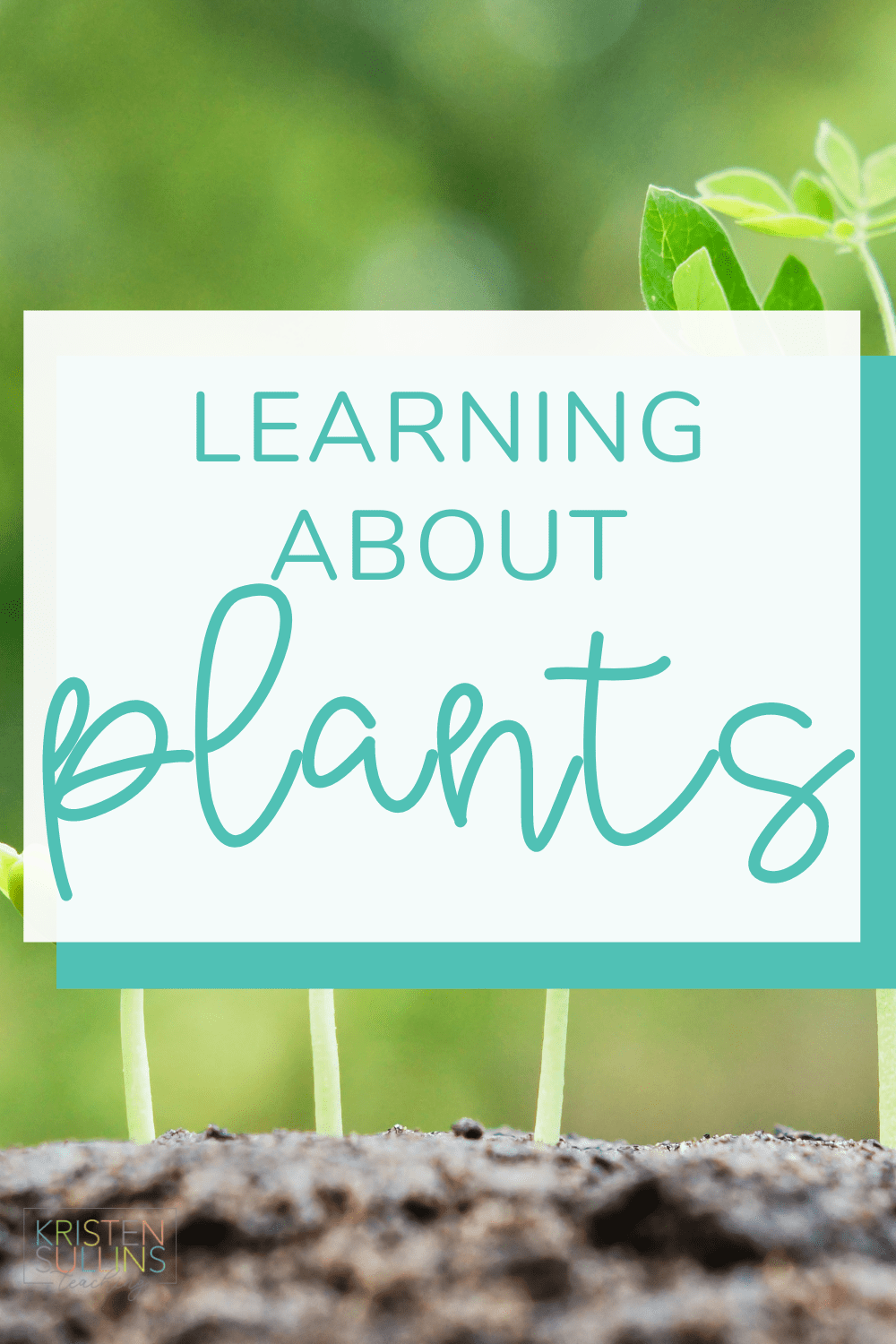 Plant Activities for First Grade - Kristen Sullins Teaching