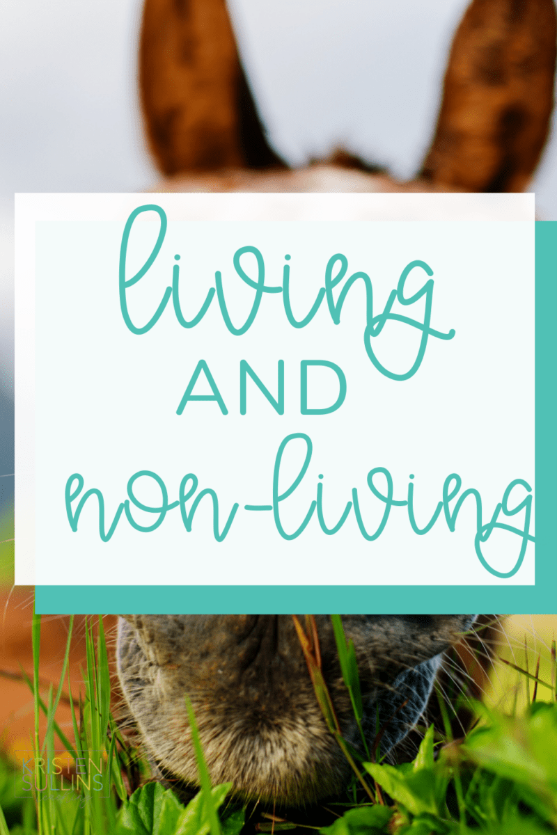 Living and Nonliving for First Grade - Kristen Sullins Teaching