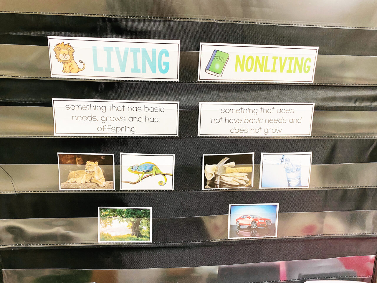 Living and Nonliving for First Grade - Kristen Sullins Teaching