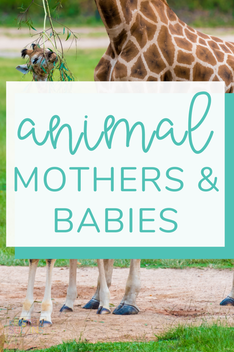 Animal Mothers & Babies for First Grade - Kristen Sullins Teaching