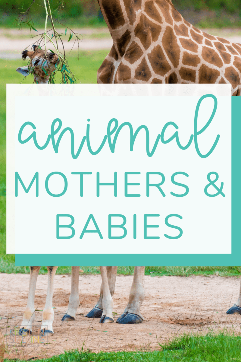 Animal Mothers & Babies for First Grade - Kristen Sullins Teaching