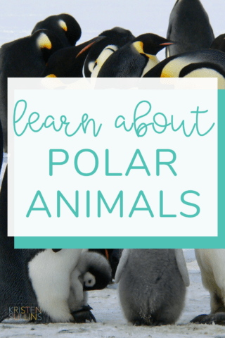 Polar Animals for First Grade - Kristen Sullins Teaching
